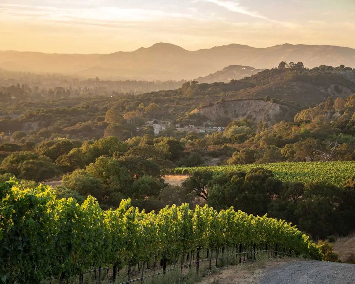 Suscol Ranch Vineyard