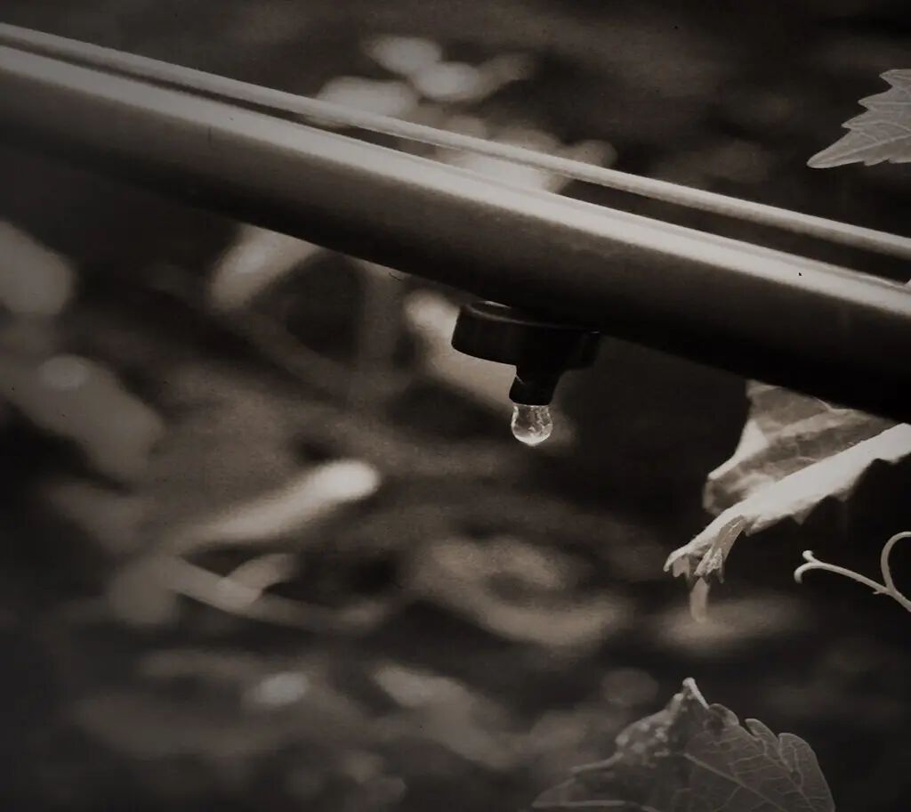 Cakebread Cellars History