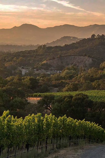 Napa Valley Wines Vineyards in Napa Valley